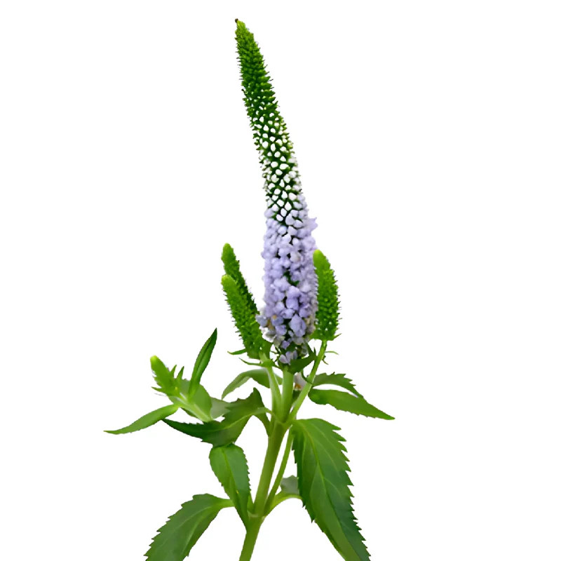What Color Is Veronica