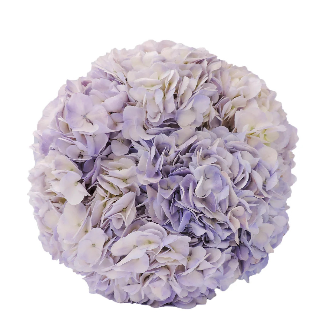 Lavender Hydrangea – Bulk Focal Flower | Phoenix AZ