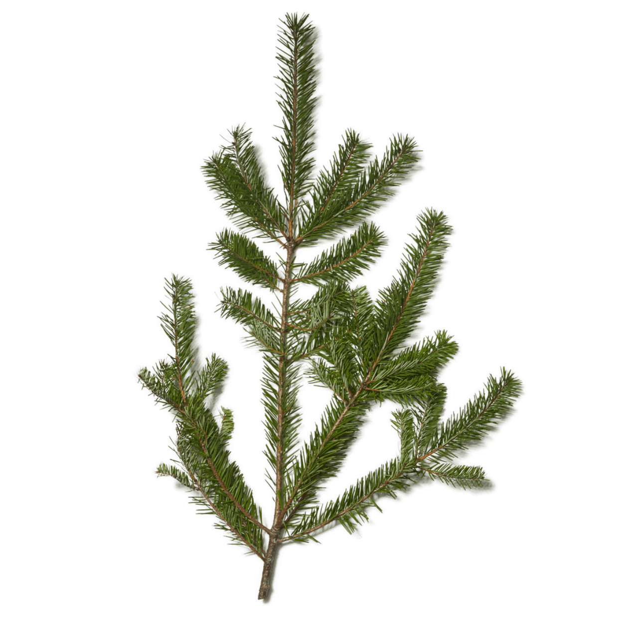 Douglas Fir Bunch – 2 lbs | Phoenix AZ