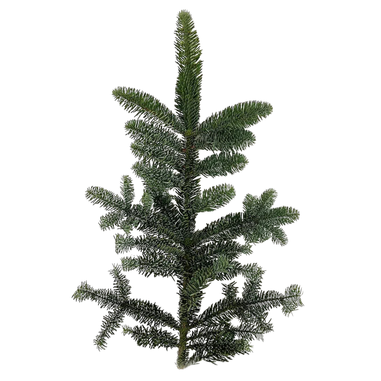 Noble Fir Tips – 25 lb Case | Phoenix AZ