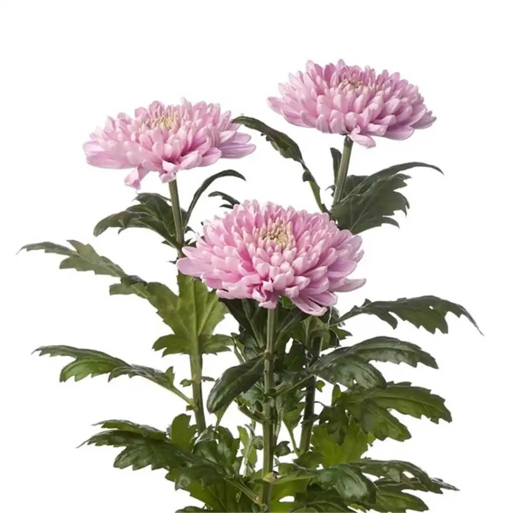 Flowers - Chrysanthemum - Cremone - Arizona Flower Market