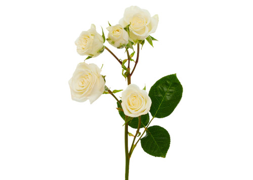 White Spray Rose – Bulk Flowers | Phoenix AZ