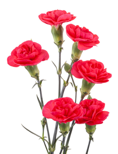 Hot Pink Mini Carnation – Bulk Flower | Phoenix AZ