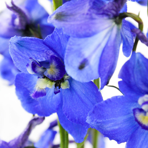 Dark Blue Delphinium – Bulk Flower | Phoenix AZ