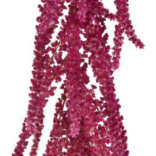 Red Hanging Amaranthus – Bulk Flower | Phoenix AZ