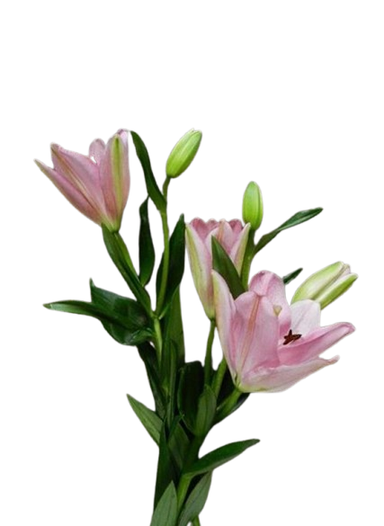 Bulk Light Pink Asiatic Lily Flowers – Fresh Wholesale Lilies Phoenix AZ