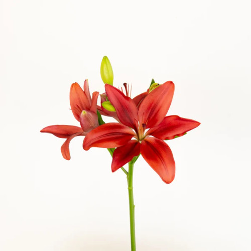 Bulk Red Asiatic Lily Flowers – Fresh Wholesale Lilies Phoenix AZ