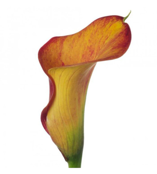 Orange Mango Mini Calla Lily – Bulk Flower | Phoenix AZ