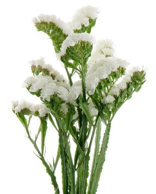 White Statice – Bulk Filler Flowers | Phoenix AZ