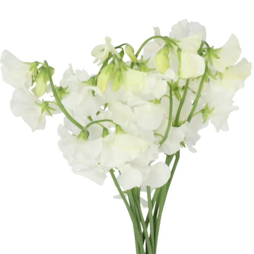 White Sweet Pea – Bulk Flowers | Phoenix AZ