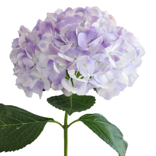 Lavender Hydrangea – Bulk Focal Flower | Phoenix AZ