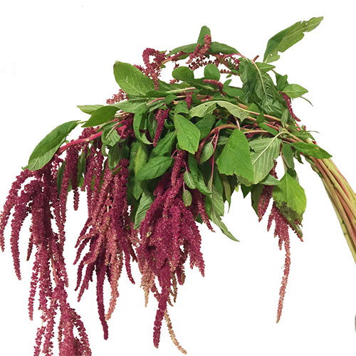 Red Hanging Amaranthus – Bulk Flower | Phoenix AZ