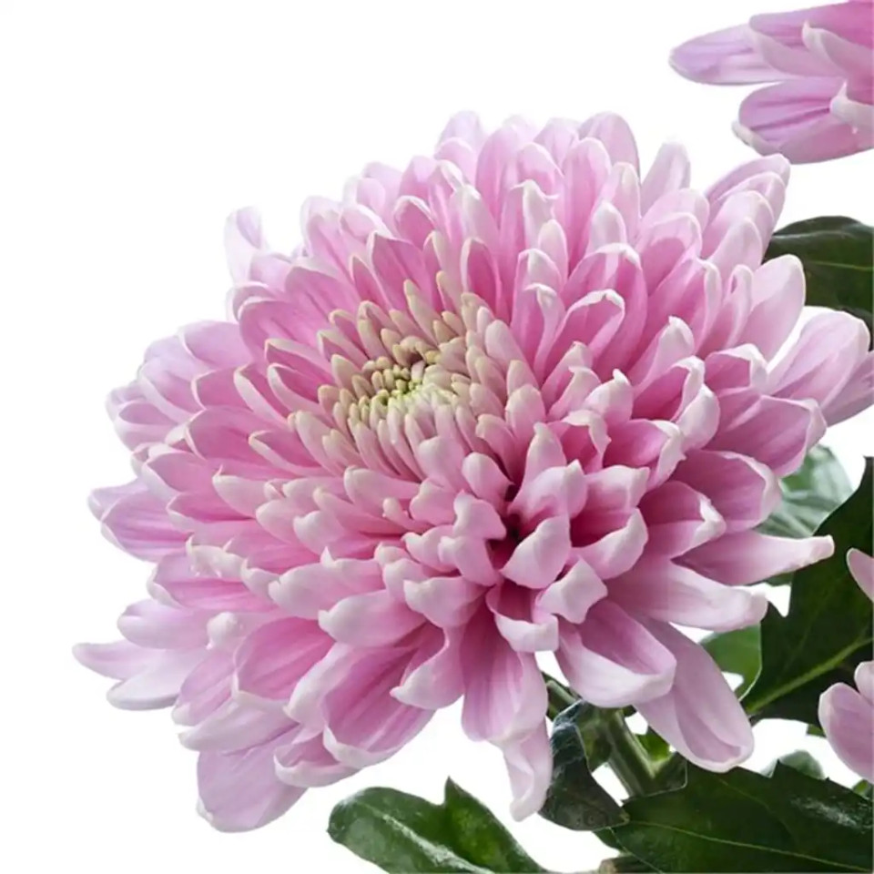 Flowers - Chrysanthemum - Cremone - Arizona Flower Market