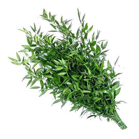 Green Italian Ruscus – Bulk Foliage | Phoenix AZ