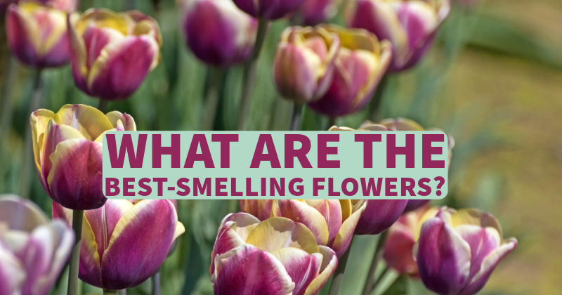 What Are the Best-Smelling Flowers? - Arizona Florist • Your Local Shop ...