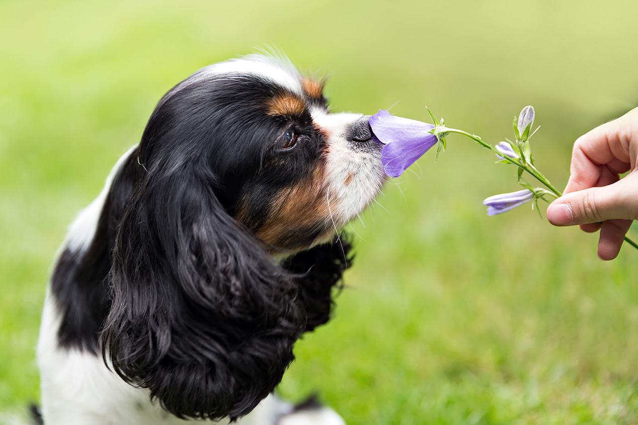 Sniff-Approved Plants: A Guide to Pet-Friendly Plants for Your Fur ...