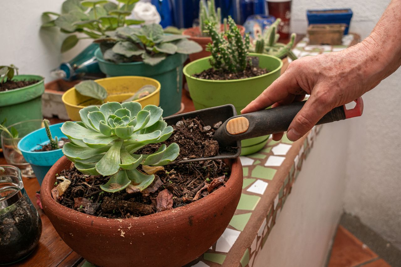 From Novice to Expert: How to Cultivate and Maintain a Stunning Indoor ...