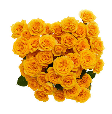 Yellow Spray Rose – Bulk Flowers | Phoenix AZ