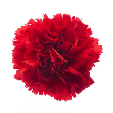 Bulk Red Carnation Flowers – Fresh Wholesale Carnations Phoenix AZ
