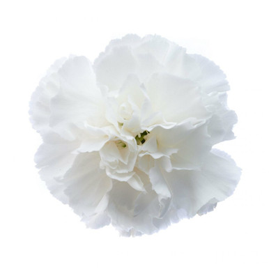 Bulk White Carnation Flowers – Fresh Wholesale Carnations Phoenix AZ