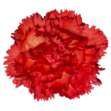red carnation