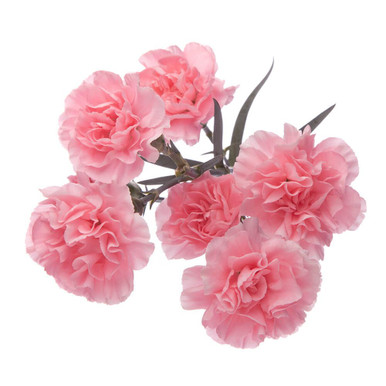 Light Pink Mini Carnation – Bulk Flower | Phoenix AZ
