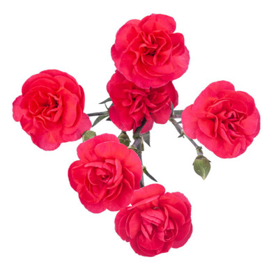 Hot Pink Mini Carnation – Bulk Flower | Phoenix AZ
