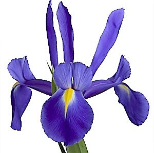 Dark Blue Iris - Arizona Flower Market