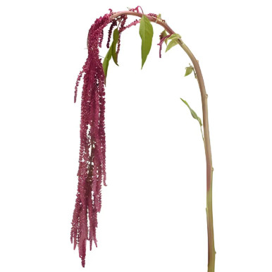 Red Hanging Amaranthus - Arizona Flower Market