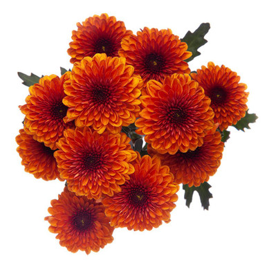 Bronze Button Chrysanthemum – Bulk Flower | Phoenix AZ