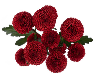Burgundy Button Mum – Bulk Flower | Phoenix AZ