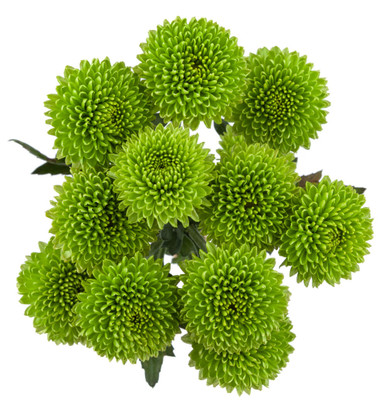 Green Button Chrysanthemum – Bulk Flower | Phoenix AZ
