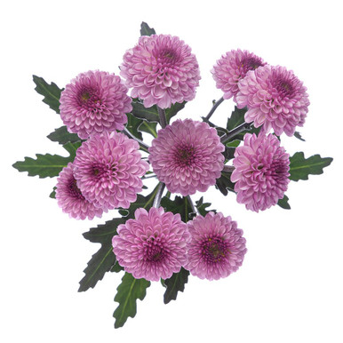 Lavender Button Chrysanthemum – Bulk Flower | Phoenix AZ