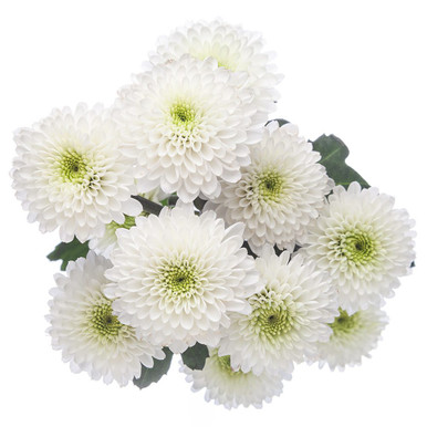 White Button Chrysanthemum – Bulk Flower | Phoenix AZ