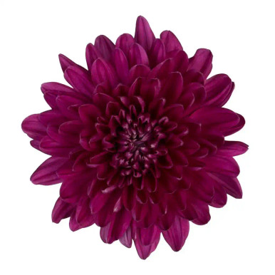 Purple Cremone Chrysanthemum – Bulk Flower | Phoenix AZ