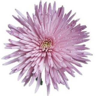 Lavender Spider Chrysanthemum – Bulk Flower | Phoenix AZ