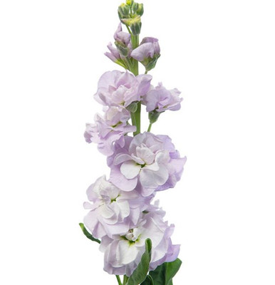 Lavender Stock – Bulk Flower | Phoenix AZ