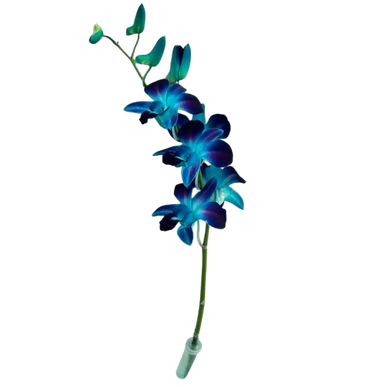 Blue Dendrobium Orchid – Bulk Flower | Phoenix AZ