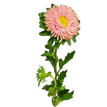 Peach Matsumoto Aster – Bulk Flower | Phoenix AZ