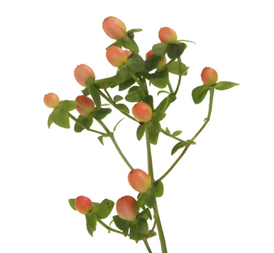Peach Hypericum – Bulk Filler Flower | Phoenix AZ