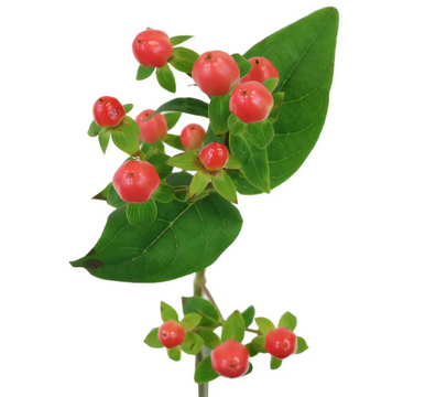 Coral Hypericum – Bulk Filler Flower | Phoenix AZ