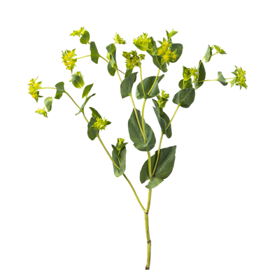 Bupleurum – Bulk Greenery & Filler Flower | Phoenix AZ