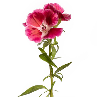 Red Godetia – Bulk Flower | Phoenix AZ