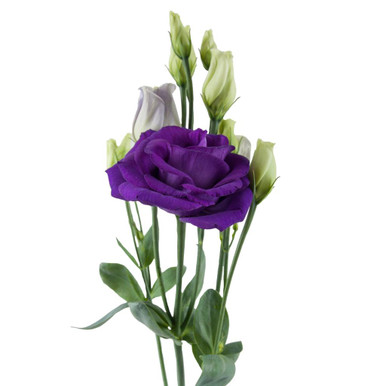 Purple Lisianthus – Bulk Flower | Phoenix AZ