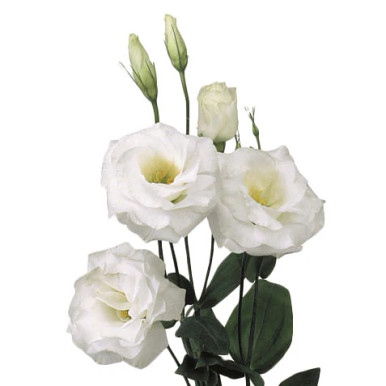 White Lisianthus – Bulk Flower | Phoenix AZ