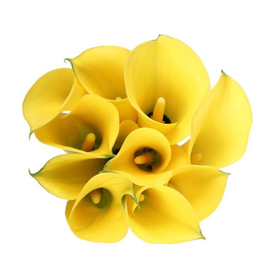 Yellow Mini Calla Lily – Bulk Flower | Phoenix AZ
