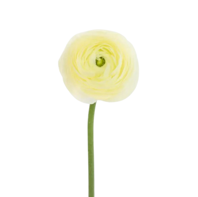 Cream Ranunculus – Bulk Flower | Phoenix AZ