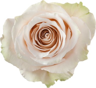 Lady Eva Rose – Bulk Flower | Phoenix AZ