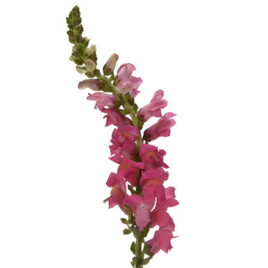 Hot Pink Snapdragon – Bulk Flowers | Phoenix AZ