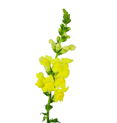 Yellow Snapdragon – Bulk Flowers | Phoenix AZ
